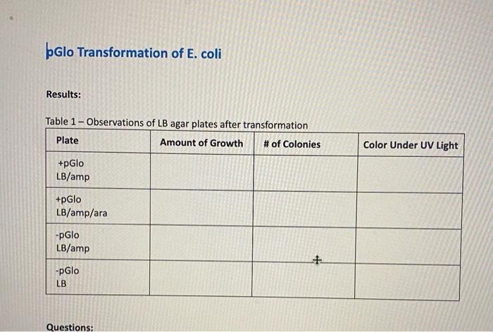 Solved -pGlo plates: B LB/Amp - Pg10 - pglo +PGlo plates: | Chegg.com