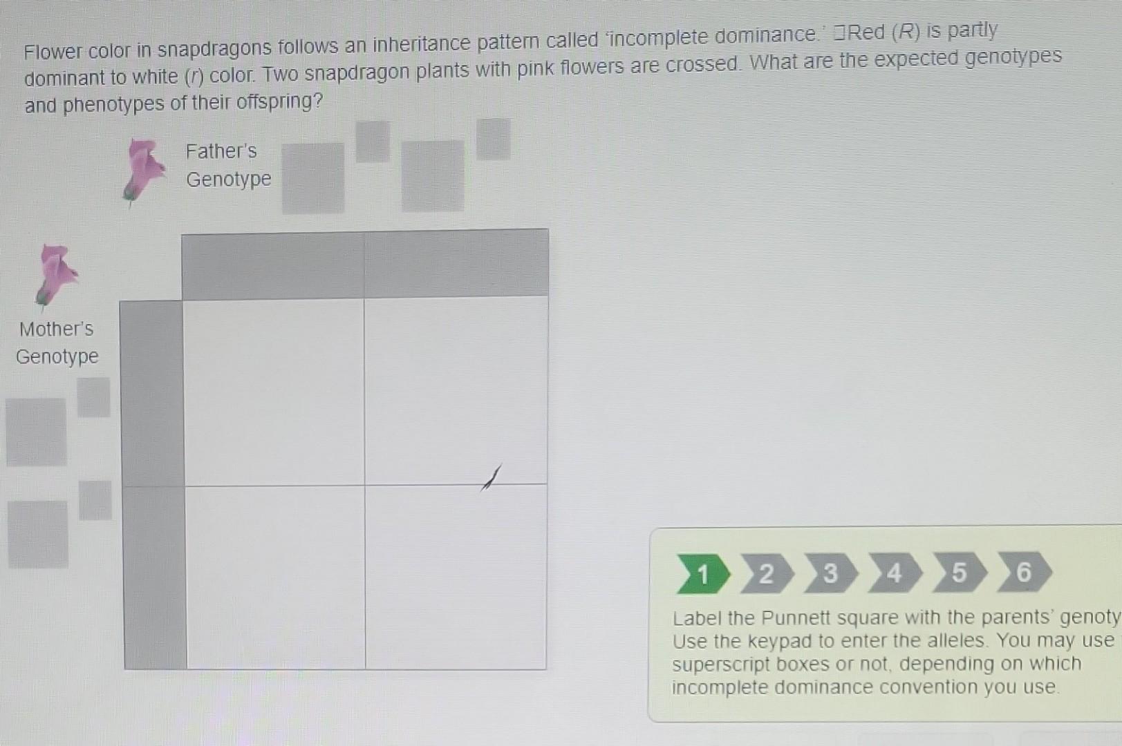 Solved Flower color in snapdragons follows an inheritance | Chegg.com