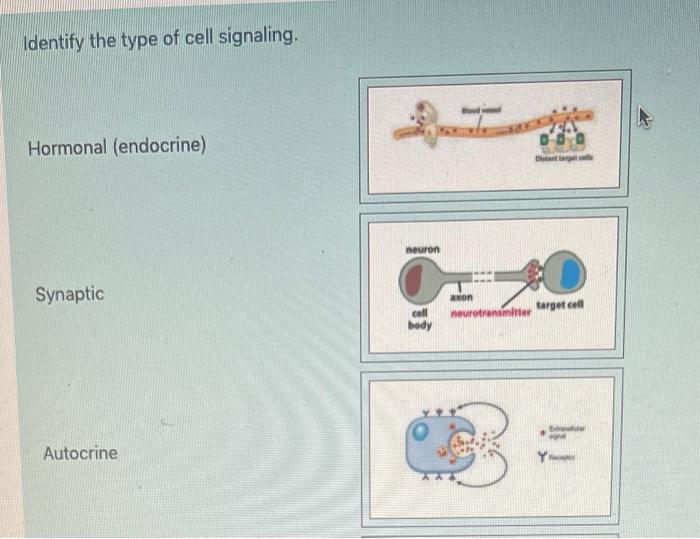 Solved Identify the type of cell signaling. 27 Hormonal | Chegg.com