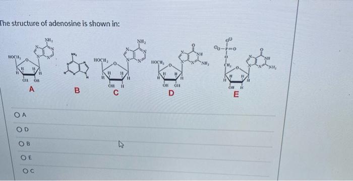 Solved The structure of adenosine is shown in:A transporter | Chegg.com