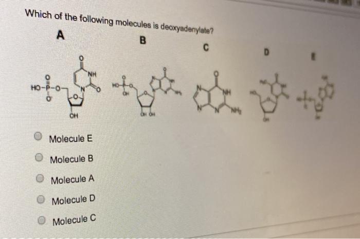 Which of the following molecules is deoxyadenylate? A | Chegg.com