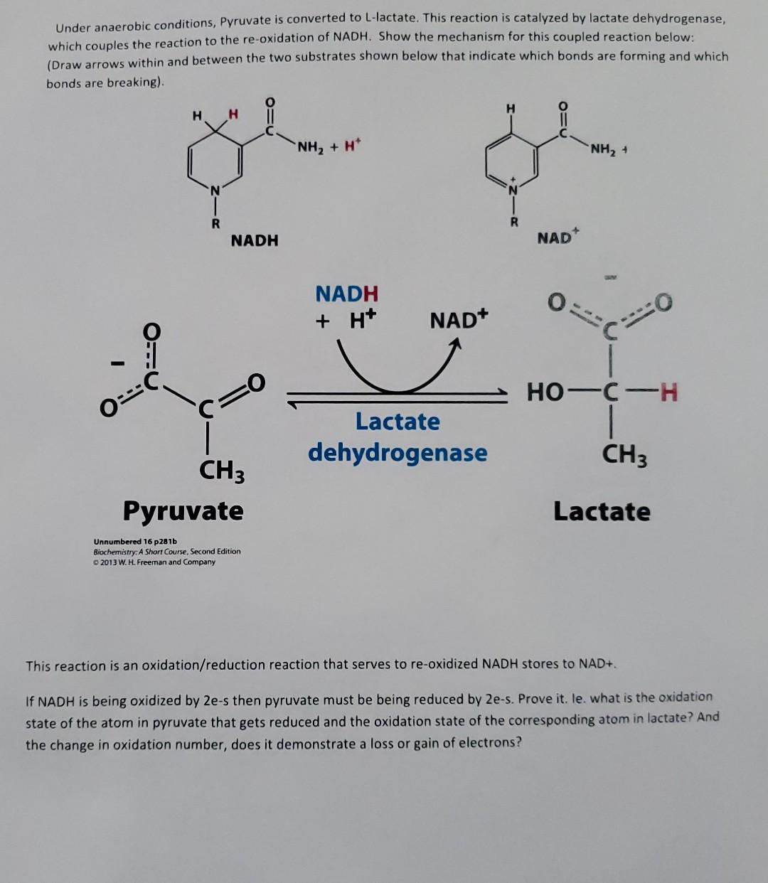 Solved Under anaerobic conditions, Pyruvate is converted to | Chegg.com