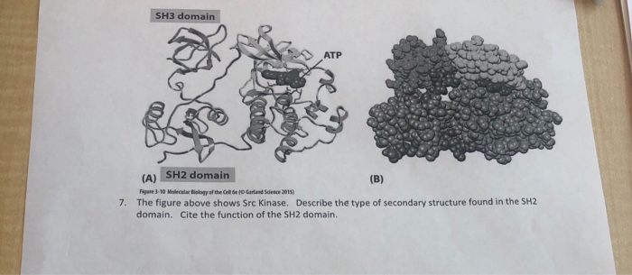 Solved SH3 domain (B) (A) SH2 domain Figure 3-10 Molecular | Chegg.com