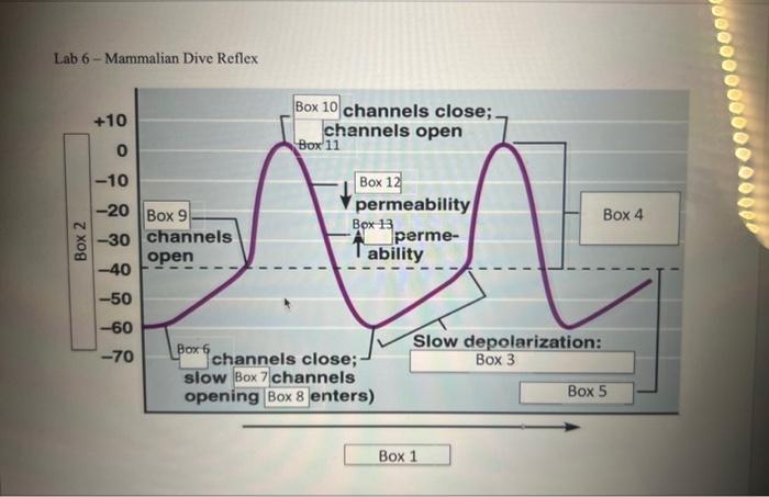 Solved Lab 6-Mammalian Dive Reflex[Choose] membrane | Chegg.com