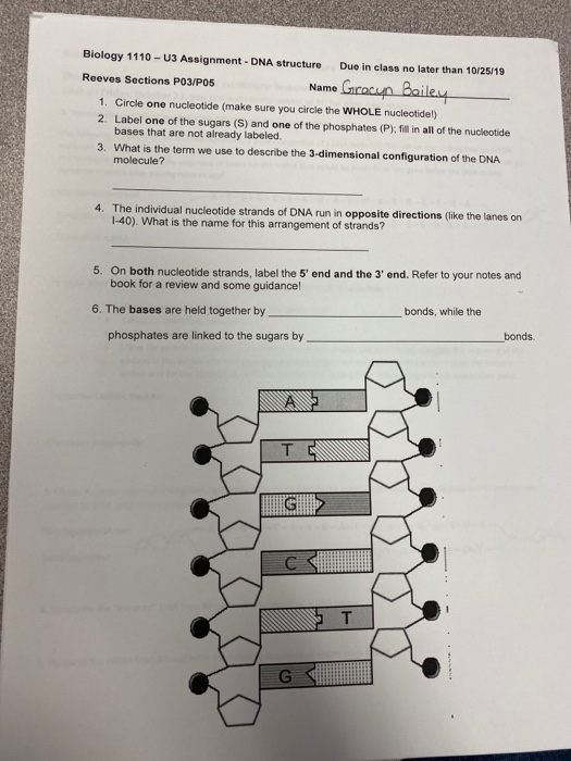 Solved Biology 1110-U3 Assignment- DNA structure Due in | Chegg.com