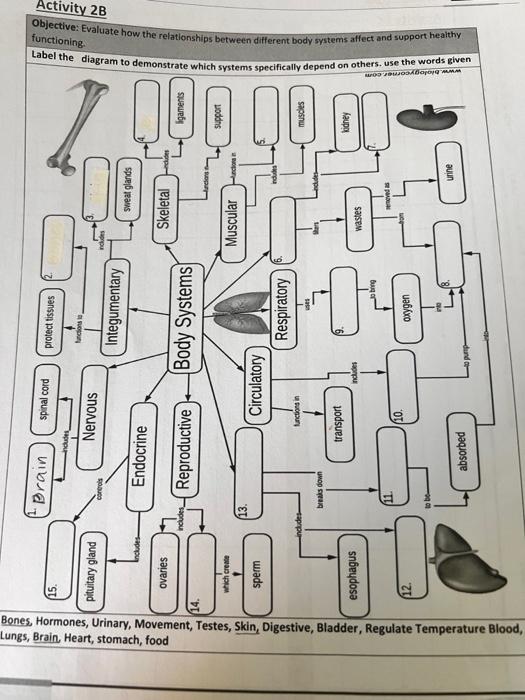 Solved Objective: Evaluate how the relationships between | Chegg.com