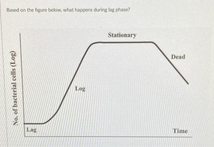 Solved Based on the figure below, what happens during lag | Chegg.com