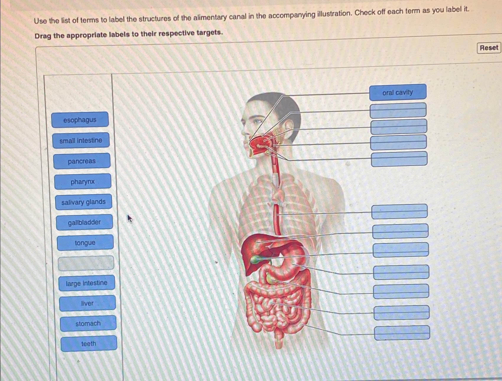 Solved Use the list of terms to label the structures of the | Chegg.com
