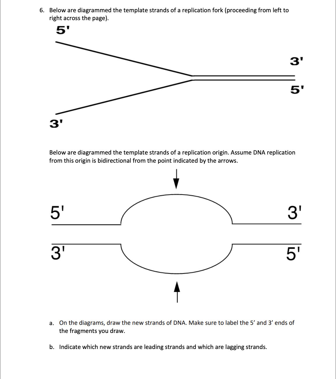 Below are diagrammed the template strands of a | Chegg.com