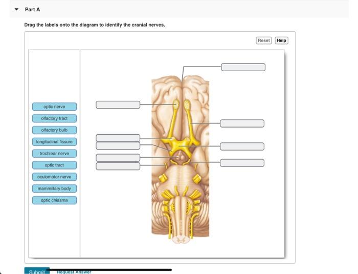 Solved Drag the appropriate labels to their respective | Chegg.com