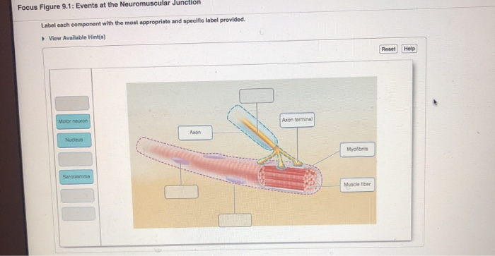 Solved Focus Figure 9.1: Events at the Neuromuscular | Chegg.com
