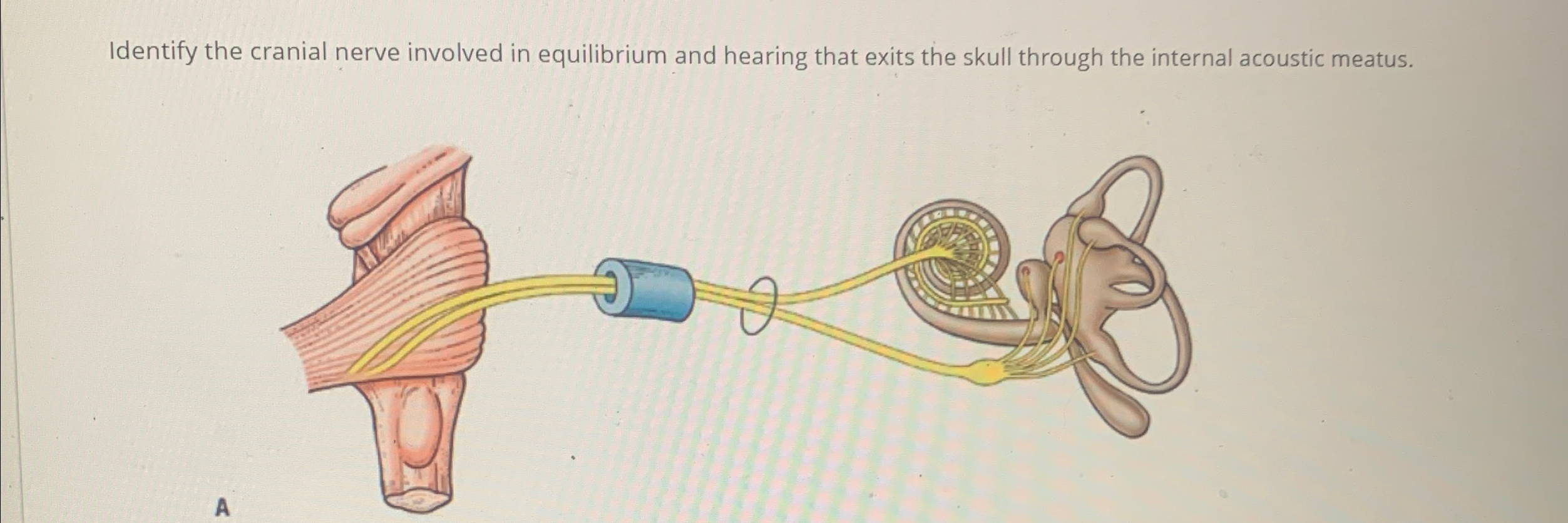 Solved Identify the cranial nerve involved in equilibrium | Chegg.com
