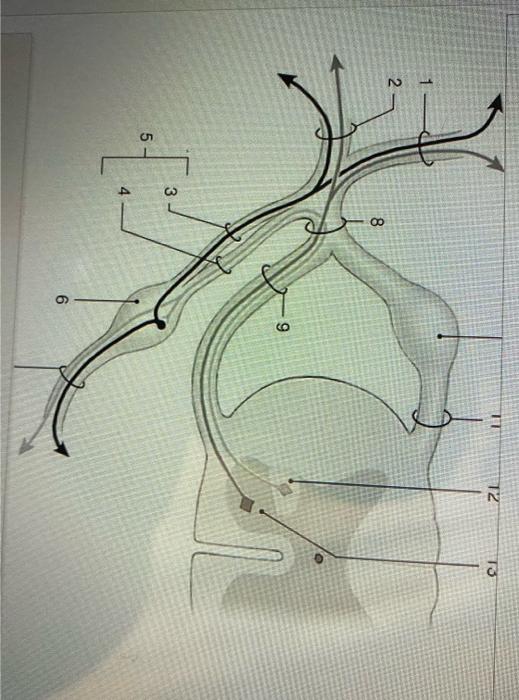 Solved Identify the structure labeled "5." A. autonomic | Chegg.com
