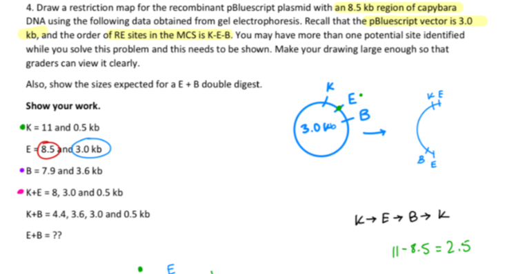 Solved Draw a restriction map for the recombinant | Chegg.com