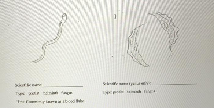 Solved Identify the Organism! Give the scientific name and | Chegg.com