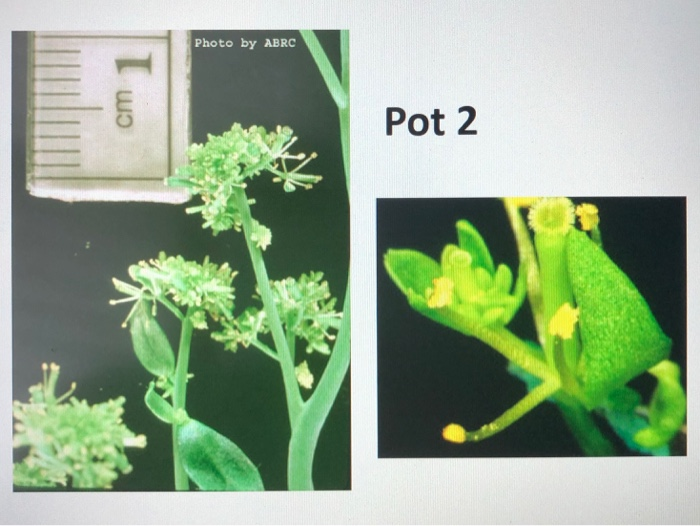 Solved Table 4. Arabidopsis Mutant Identification Pot # Gene | Chegg.com