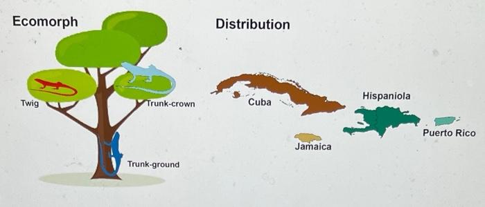Question 14 (2 points) Anolis lizards live on | Chegg.com