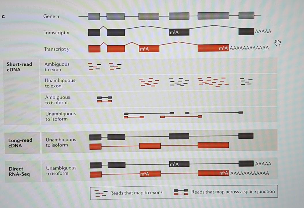 с Genen Transcriptx mA AAAAA Transcript y MºA | Chegg.com