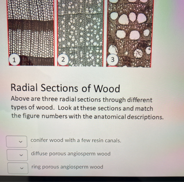 1 2 3 Radial Sections of Wood Above are three radial | Chegg.com