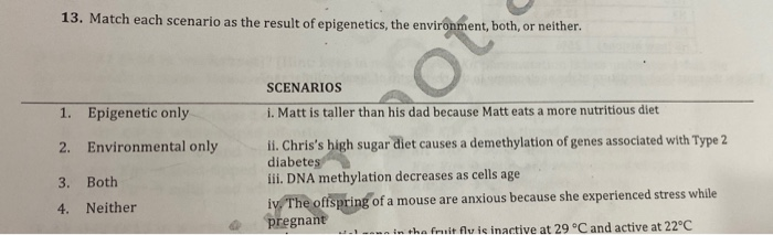 Solved 13. Match each scenario as the result of epigenetics, | Chegg.com