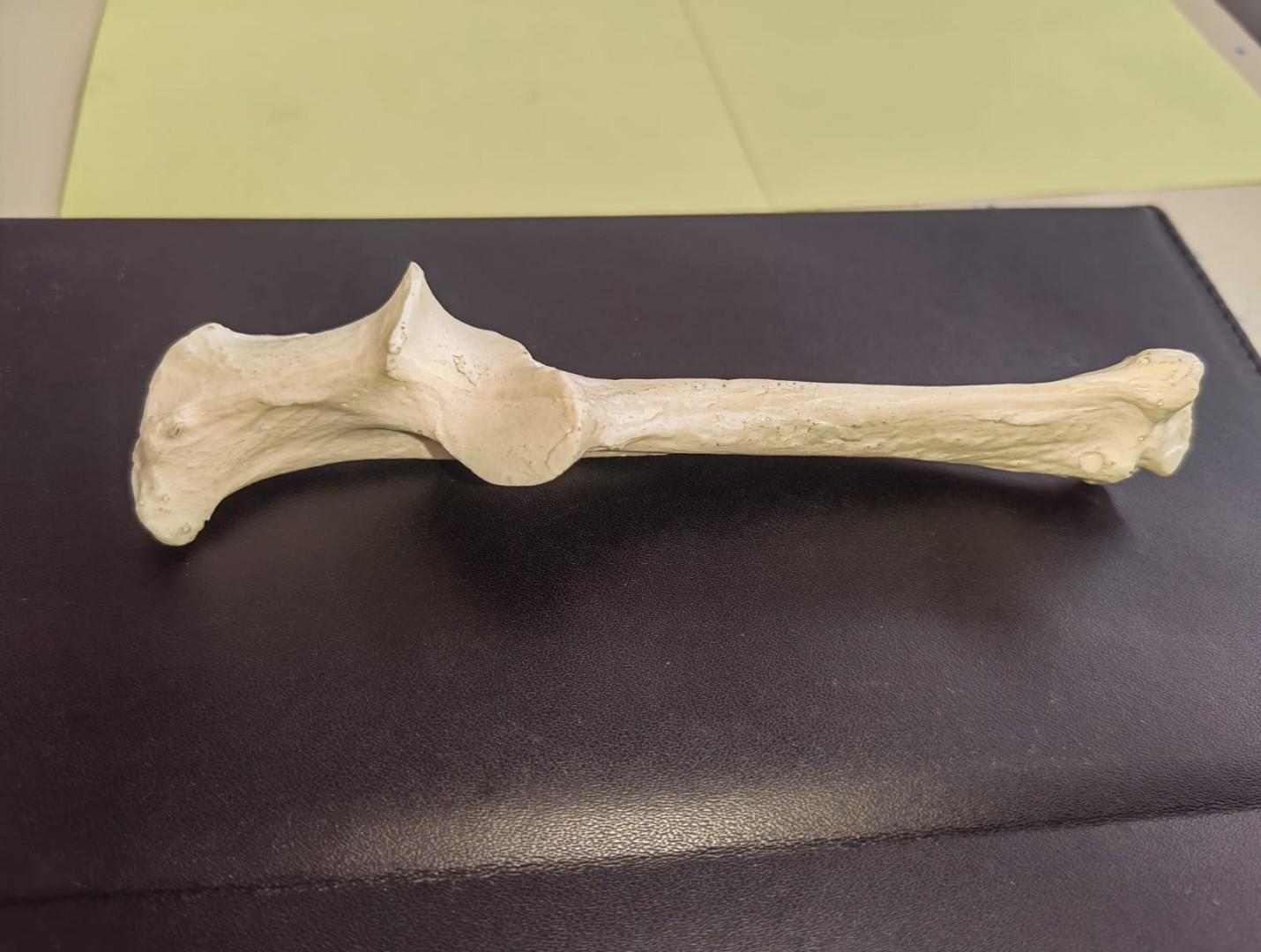 1. Provide a written description of this mystery bone | Chegg.com