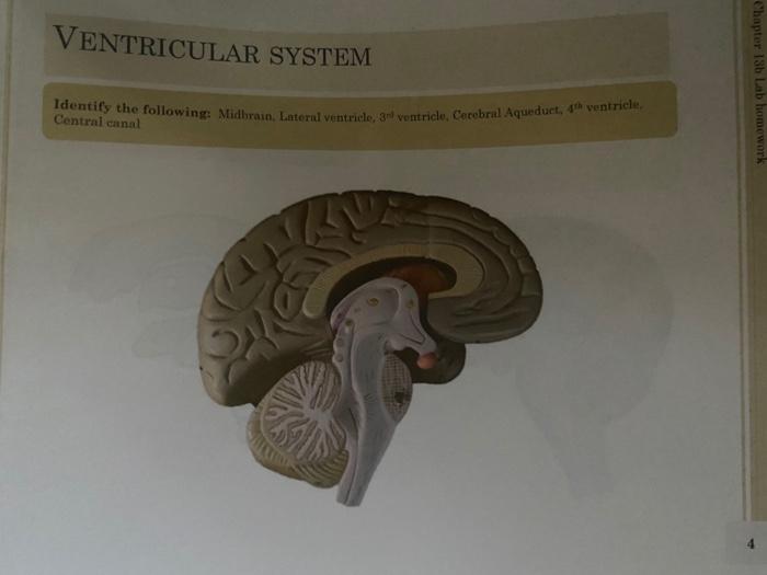 Solved CORTEX & CSF CIRCULATION Chapter 13b Lab homework 1) | Chegg.com