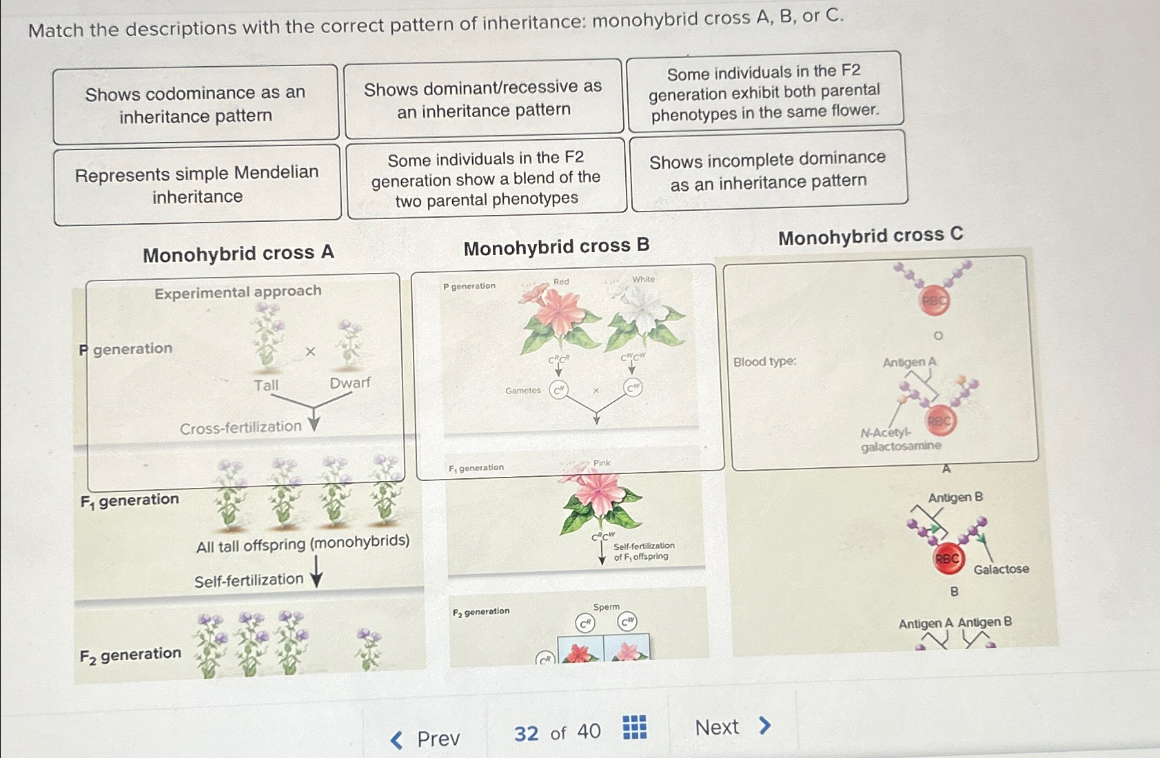 Solved Match the descriptions with the correct pattern of | Chegg.com