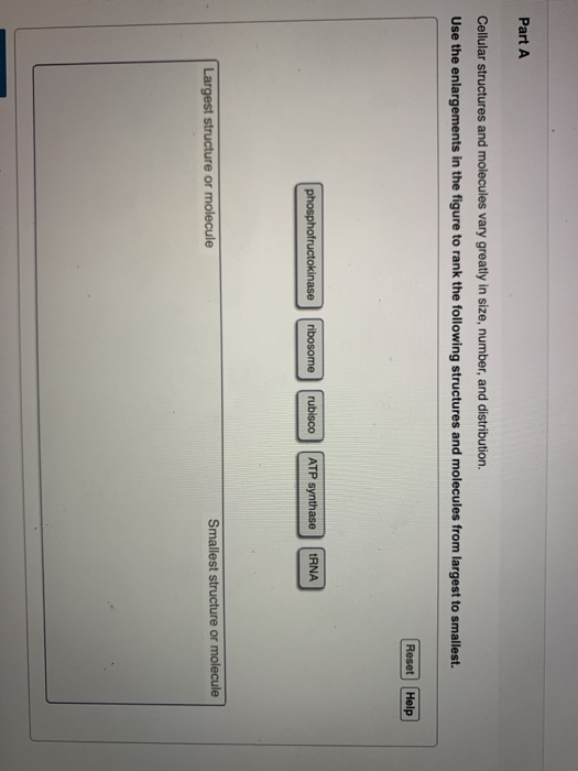 Solved Part A Cellular structures and molecules vary greatly | Chegg.com