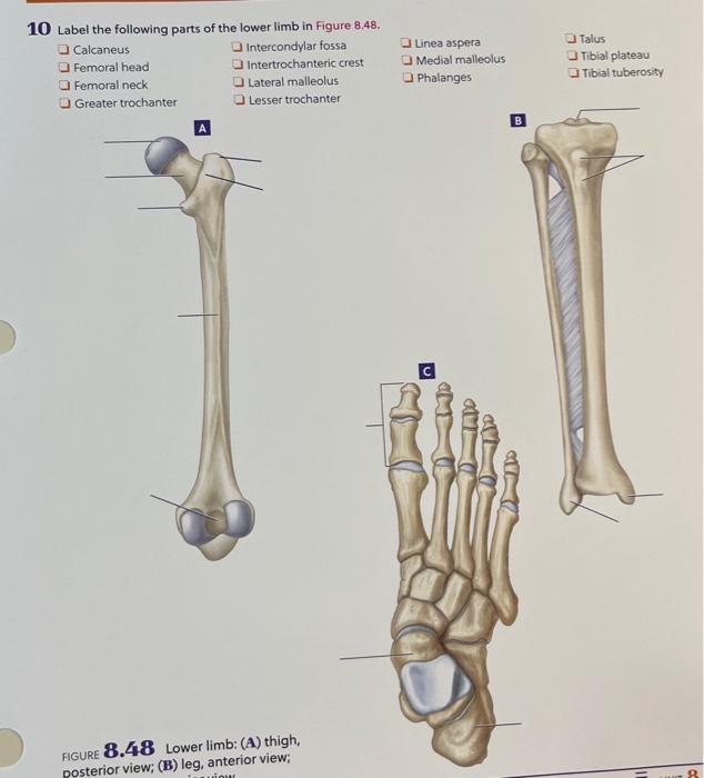 Solved 10 Label the following parts of the lower limb in | Chegg.com