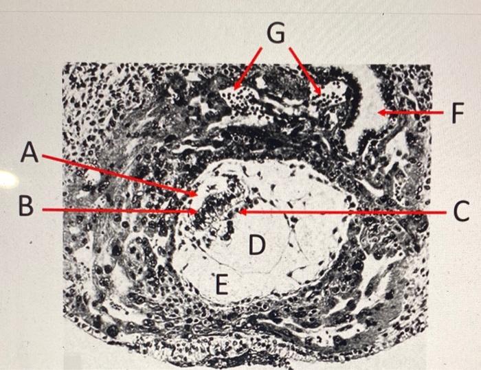 Solved Name the process which nourishes the conceptus at | Chegg.com