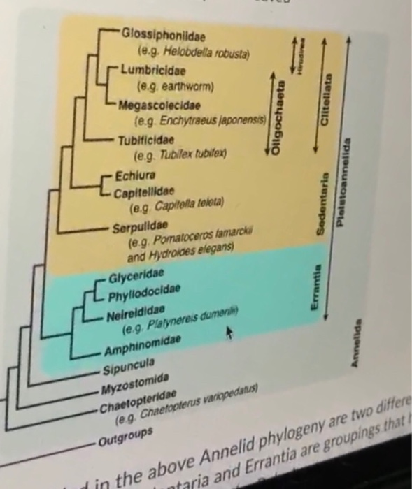 Solved dies -Glossiphoniidae (e.g. Helobdella robusta) | Chegg.com