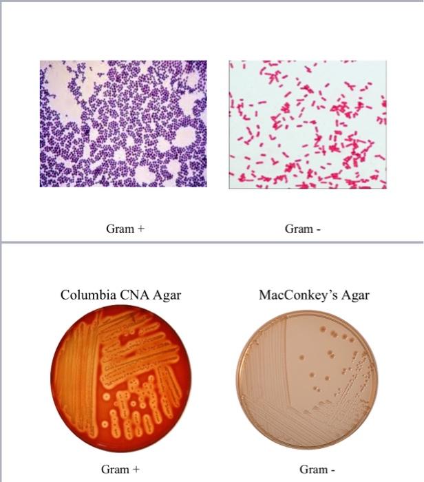 Solved MIXED UNKNOWN IDENTIFICATION FORM Print Name: Lab | Chegg.com