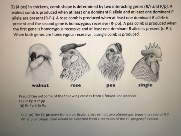 Solved 2) (4 pts) In chickens, comb shape is determined by | Chegg.com