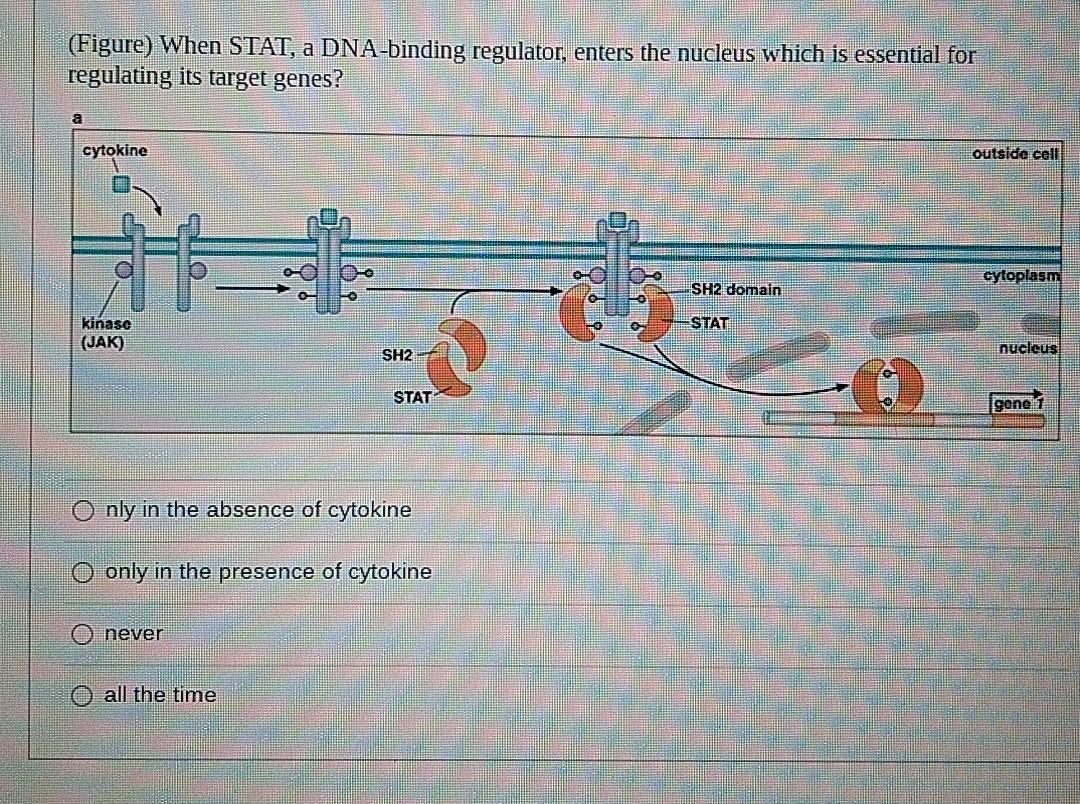 Solved (Figure) When STAT, a DNA-binding regulator, enters | Chegg.com