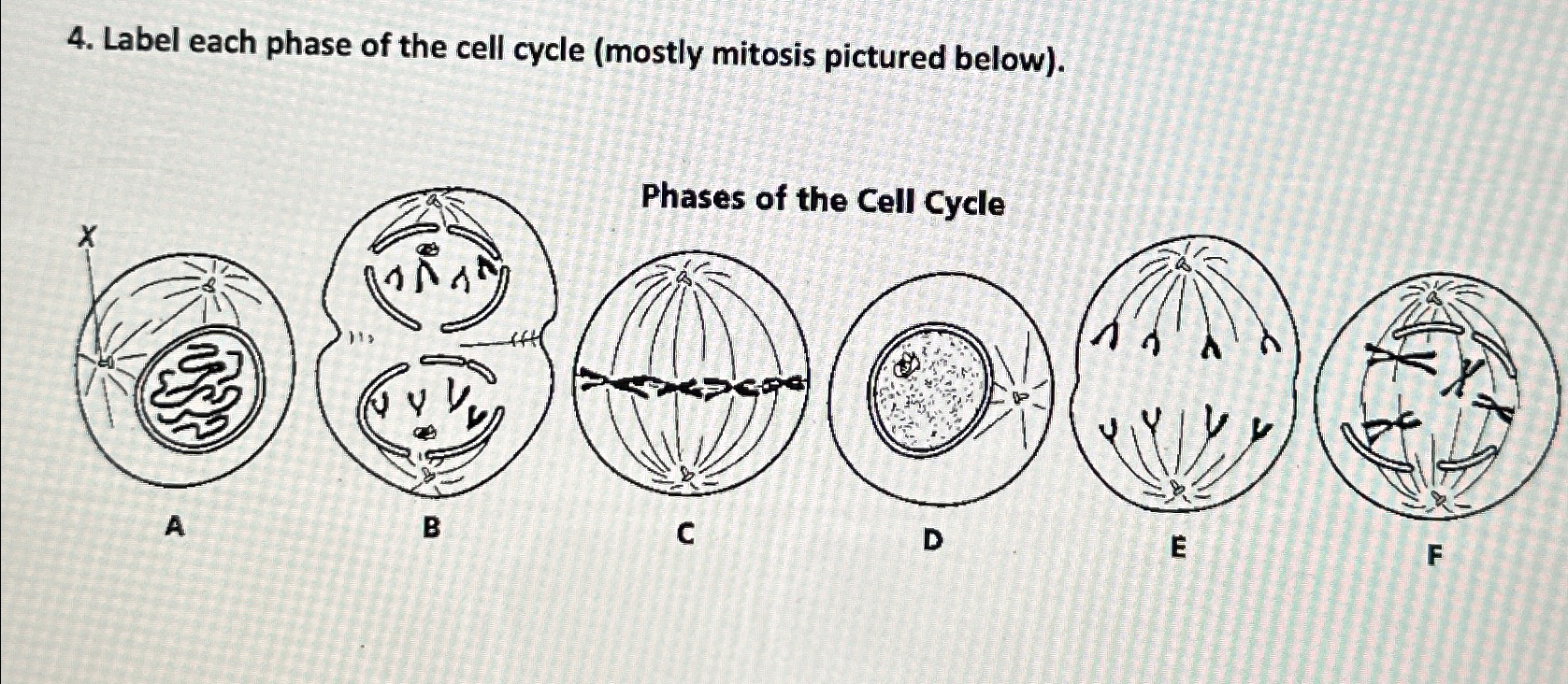 Solved Label each phase of the cell cycle (mostly mitosis | Chegg.com