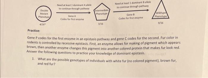 Solved Gene P codes for the first enzyme in an epistasis | Chegg.com
