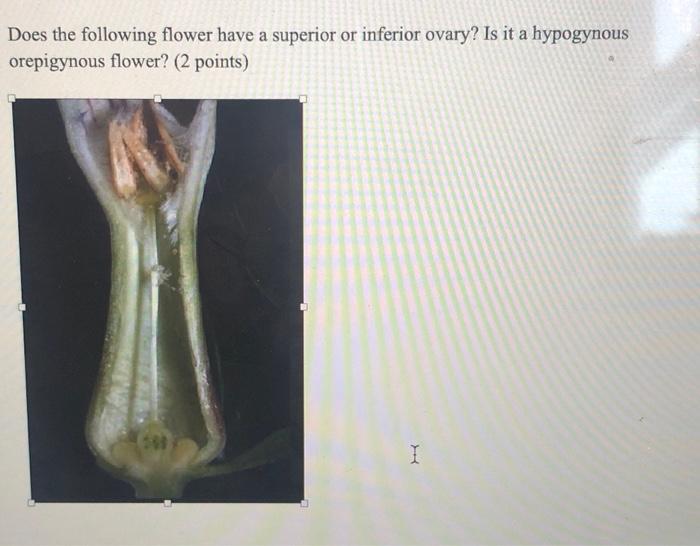 Solved Does the following flower have a superior or inferior | Chegg.com