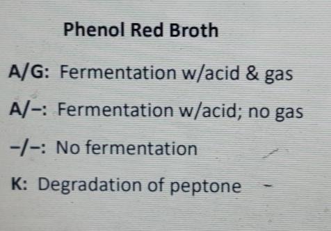 Phenol Red Broth A/G: Fermentation w/acid & gas A/- | Chegg.com