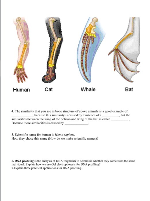 Solved Human Cat Whale Bat 4. The similarity that you see in | Chegg.com