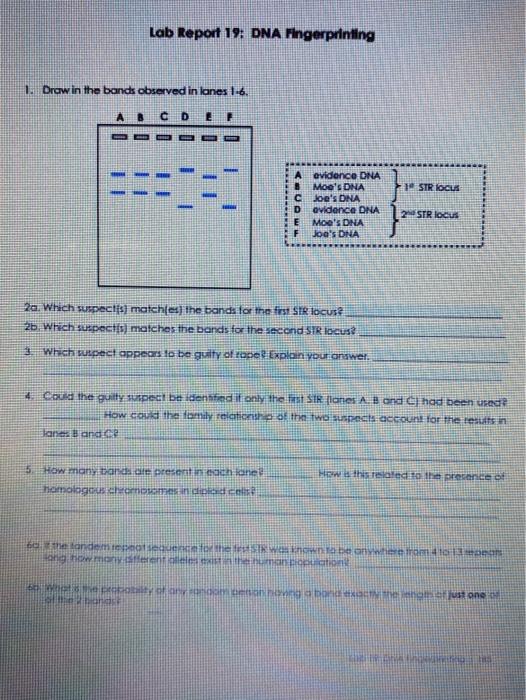 Solved Lab Report 19: DNA Fingerprinting 1. Draw in the | Chegg.com