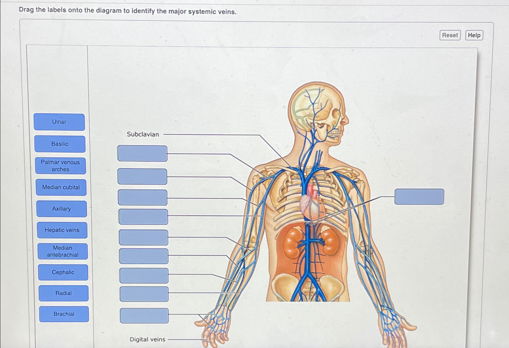 Solved Drag the labels onto the diagram to identify the | Chegg.com