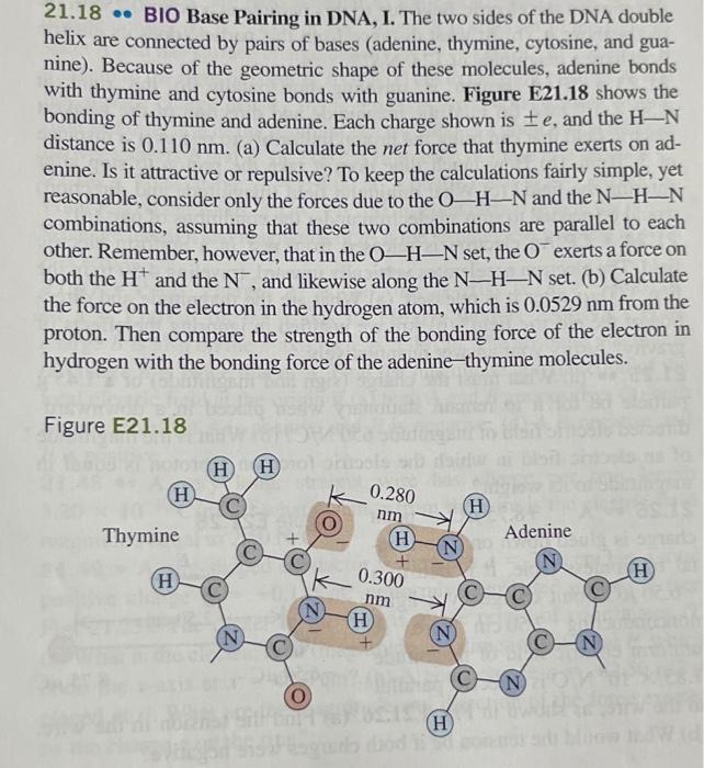 Solved 21.18∙ BIO Base Pairing in DNA, I. The two sides of | Chegg.com