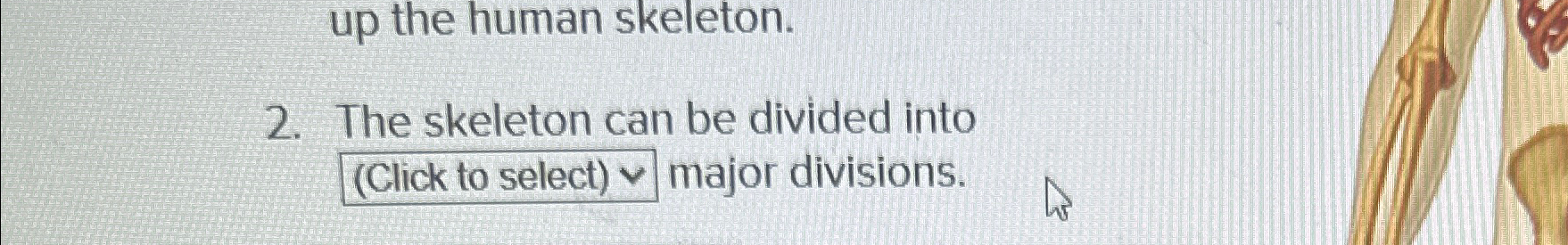 Solved up the human skeleton.The skeleton can be divided | Chegg.com