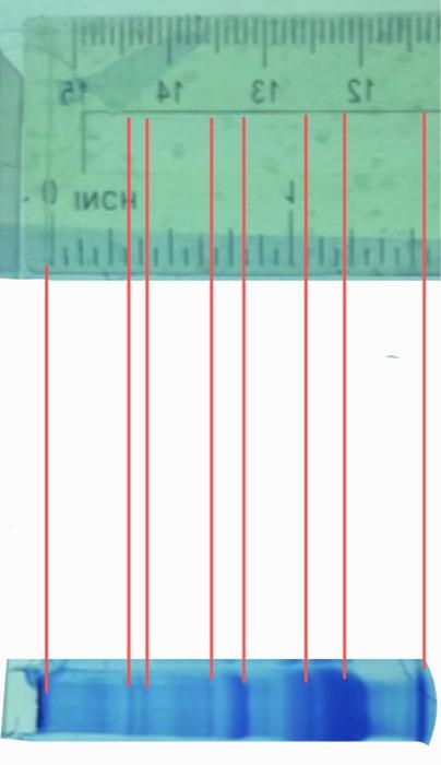 Solved using the ruler to measure the marked bands how much | Chegg.com