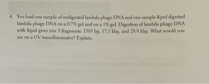 Solved 4. You load one sample of undigested lambda phage DNA | Chegg.com
