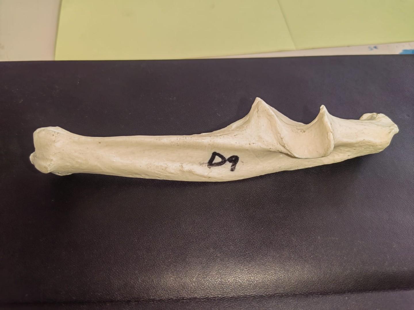 1. Provide a written description of this mystery bone | Chegg.com