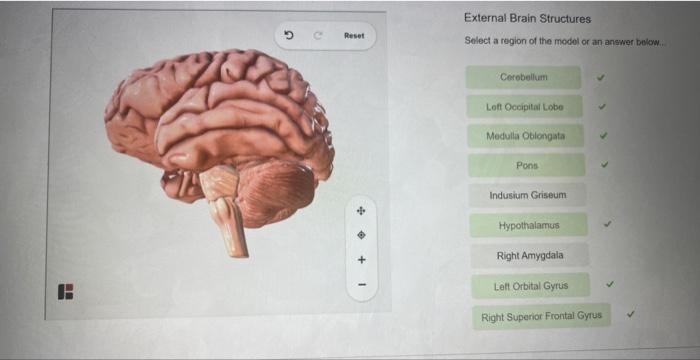 Solved External Brain Structures Select a region of the | Chegg.com