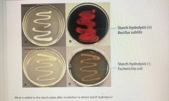 Solved wo Starch hydrolysis (+) Bacillus subtilis B Starch | Chegg.com