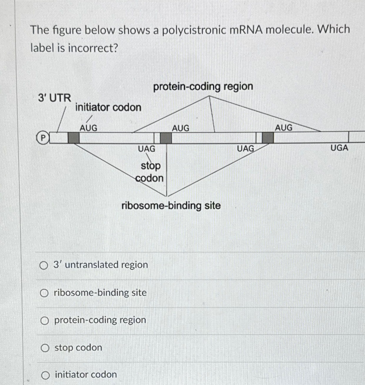 Solved The figure below shows a polycistronic mRNA molecule. | Chegg.com