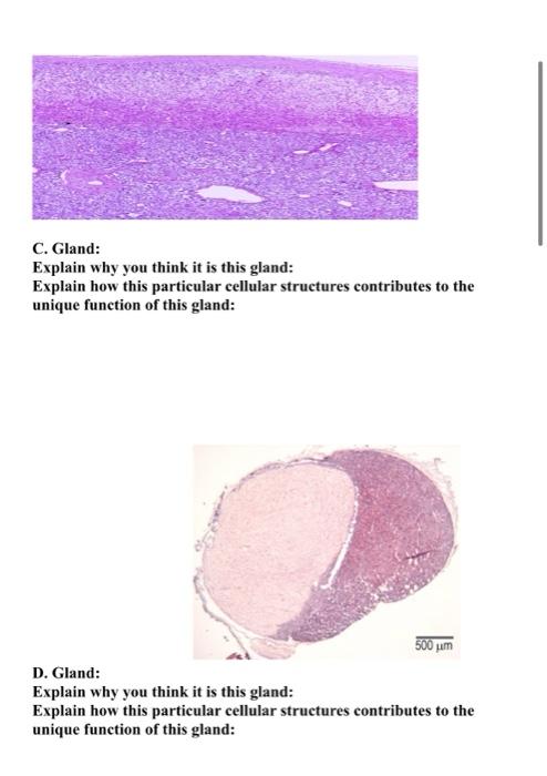Solved Part 2: Histology Identify the following histological | Chegg.com